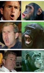 Al Sharpton, the Chimp Cartoon, and George Bush