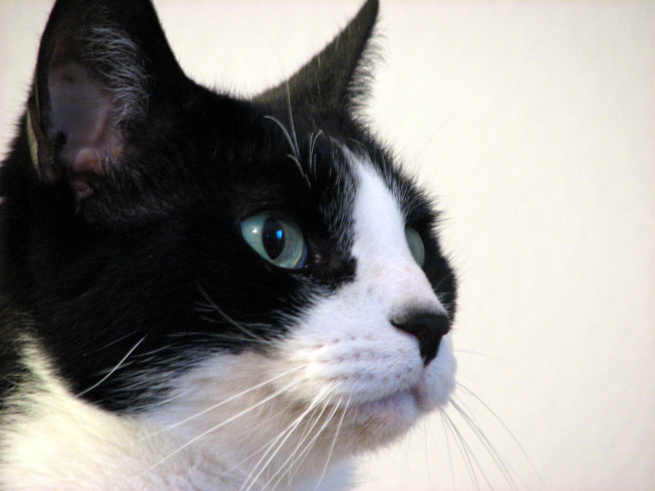 I HATE THE MEDIA ™ - Why we changed the office cat’s name to Obama News 2