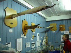 Good news: Iceland’s penis museum finally gets its hands on a human ...